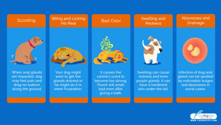 Dog Anal Glands Problems: Signs, Causes, and Treatments