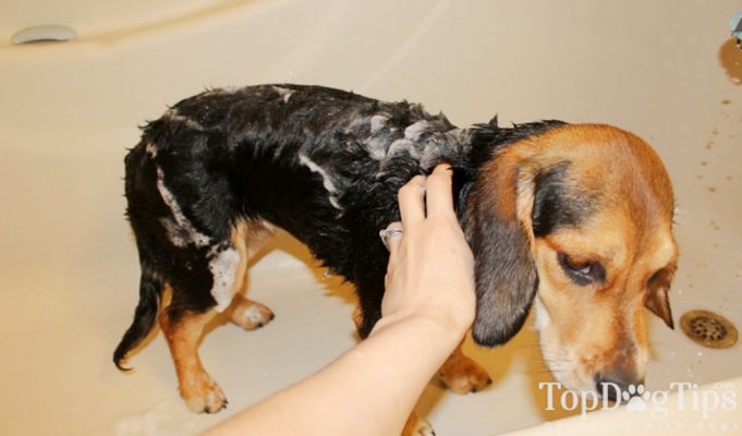 DIY Dog Shampoo: 3 Best Natural Homemade Dog Shampoo Recipes – Top Dog Tips