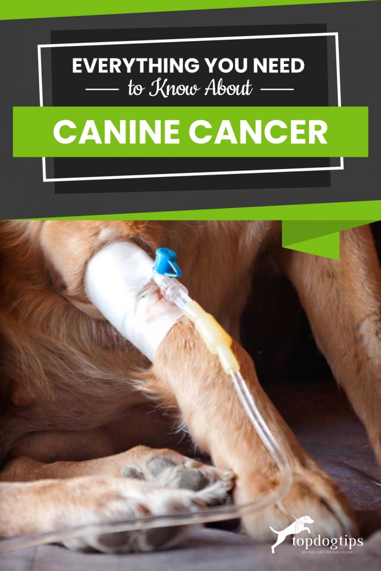 TOP #128: Everything You Need to Know About Canine Cancer – Top Dog Tips