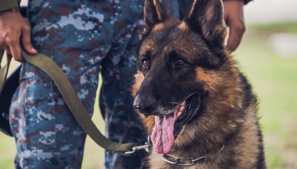 10 Military Dog Breeds And Their Different Roles