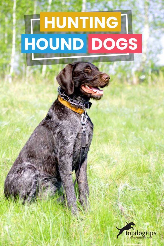 Hunting Hound Dogs: Why You Should Get These Hound Breeds