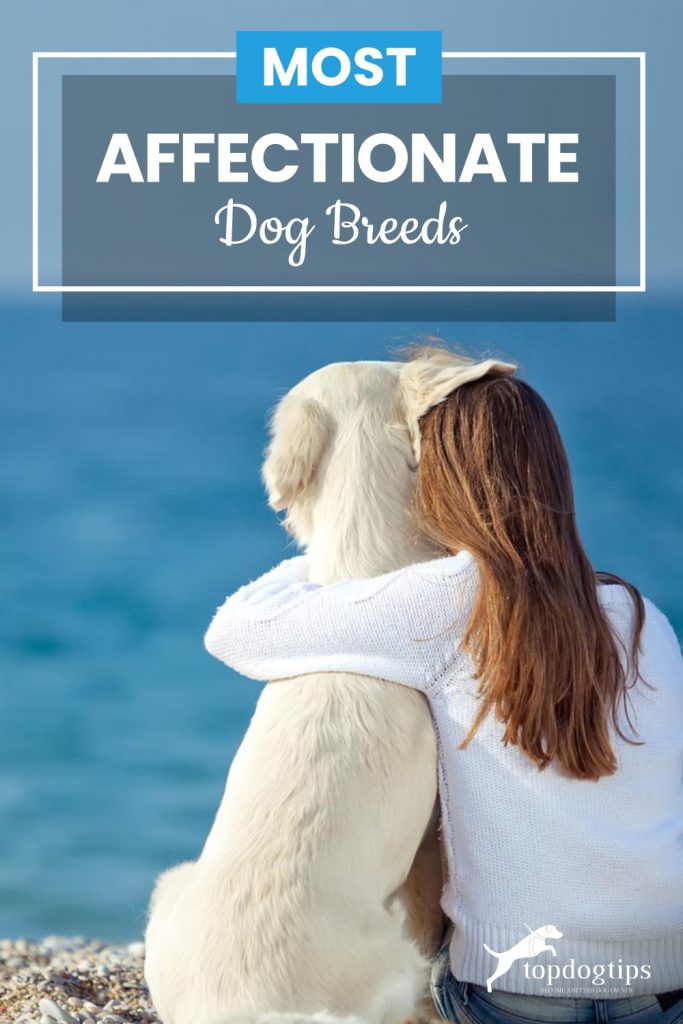 Top 25 Most Affectionate Dog Breeds