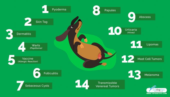 My Dog Has a Bump on Her Private Area: 14 Reasons Why (With Pictures)