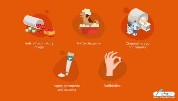 14 Reasons Why a Dog Has a Bump on Her Private Area