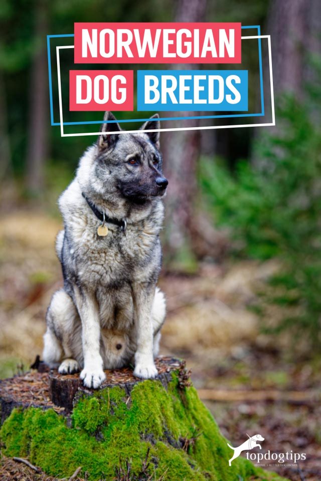 6 Cool and Popular Norwegian Dog Breeds You Should Meet