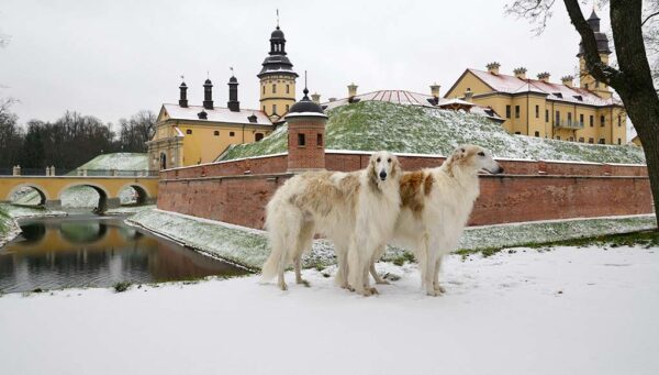 5 Russian Dog Breeds That Might Interest You – Top Dog Tips
