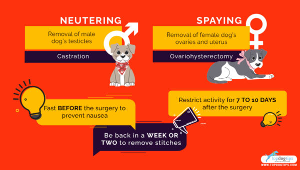 Dog Neutering and Spaying: Pros and Cons (Backed by Science)