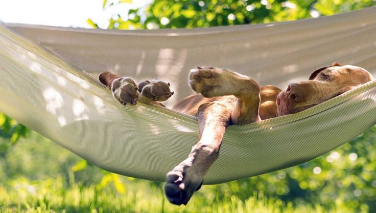 10 Mellow Dog Breeds To Get For A Calm & Peaceful Home Life