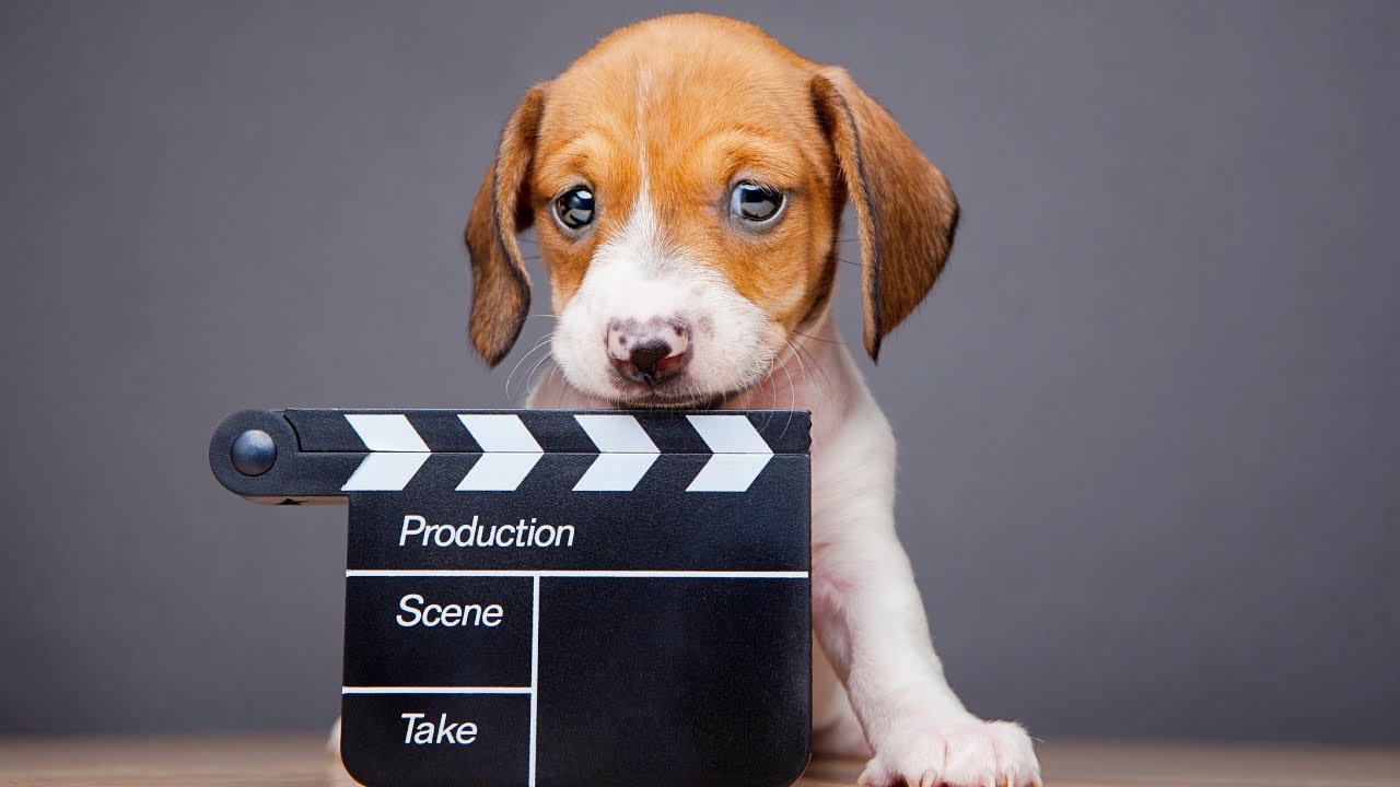 TOP #129: Making The Dog Doc Film featuring Cindy Meehl – Top Dog Tips