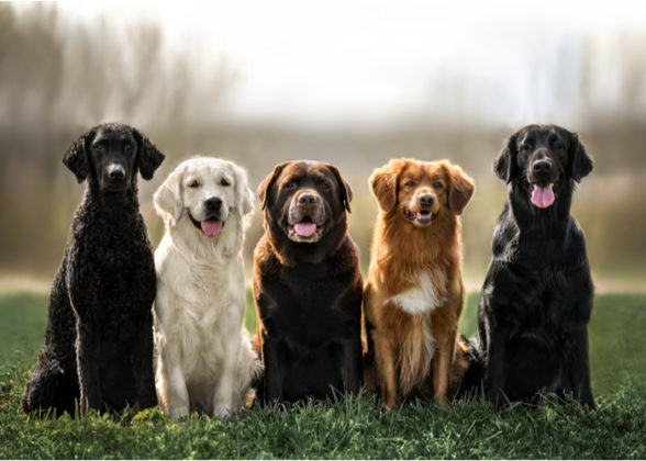 40 Reputable Dog Breeders in the USA (AKC Recognized)
