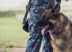10 Military Dog Breeds And Their Different Roles