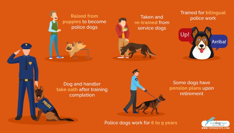 15 Best Police Dog Breeds Used for Police Work (most to least popular)