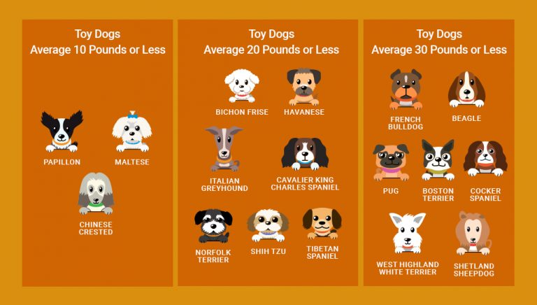17 Small Dog Breeds That Are Good With Kids and Perfect for Families