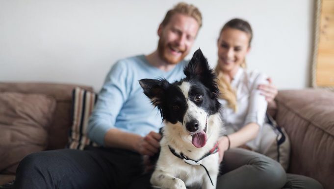 Dog Owner Demographics: Facts about Pet Owners