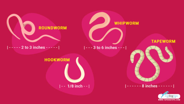Worms in Dog Poop: 4 Common Types and What You Must Do Right Away