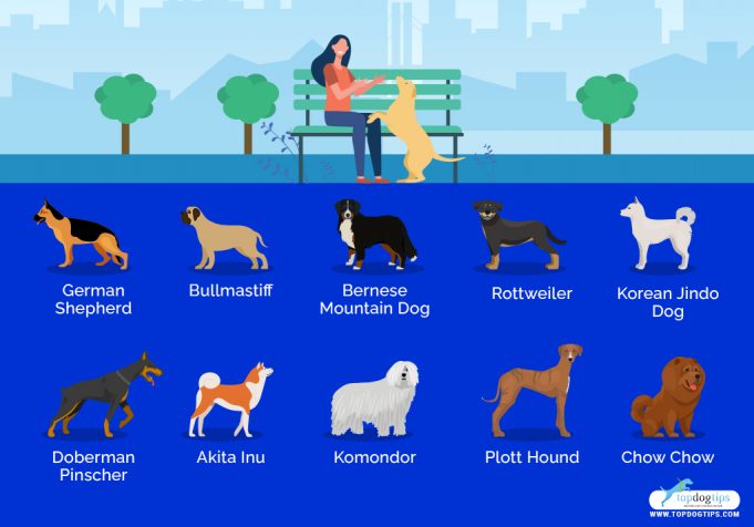 40 Best Dog Breeds for Women (Based on Different Lifestyles and Needs)