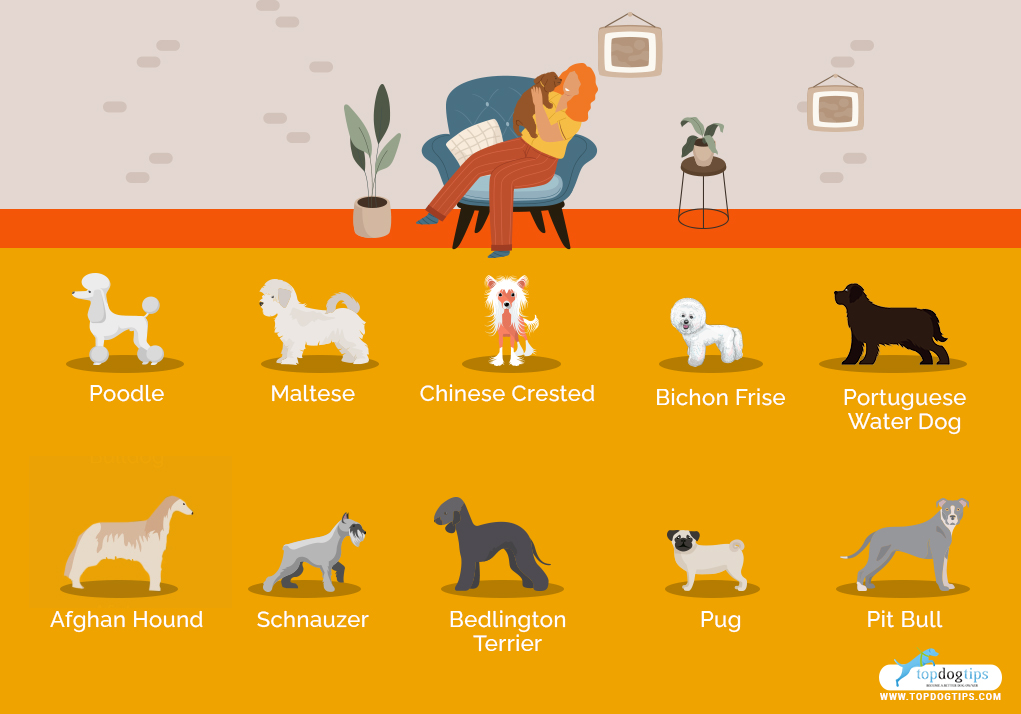 40 Best Dog Breeds for Women (Based on Different Lifestyles and Needs)