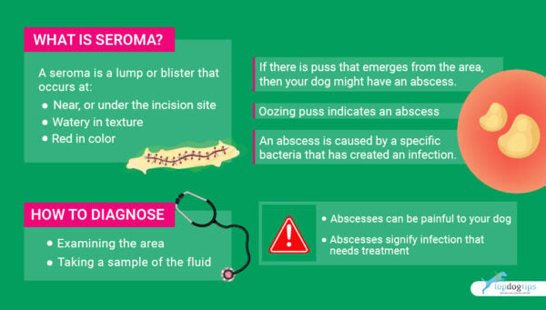 5 Possible Complications After Spaying Your Dog