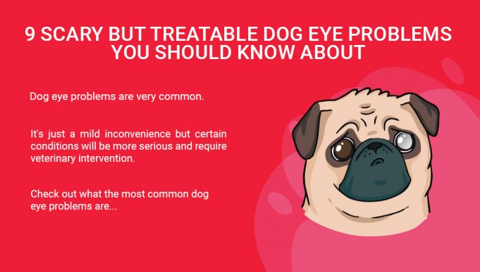 9 Most Common Dog Eye Problems To Watch Out For