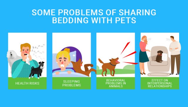 A Dog Sleeping in Bed With Their Owner: Statistics and Should You Do It?