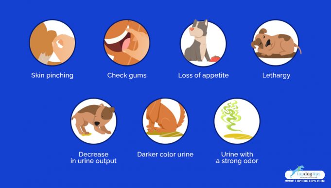 10 Dog Hydration Tips for All Seasons You Must Know