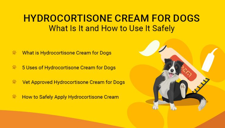 Hydrocortisone Cream for Dogs: What Is It and How to Use It