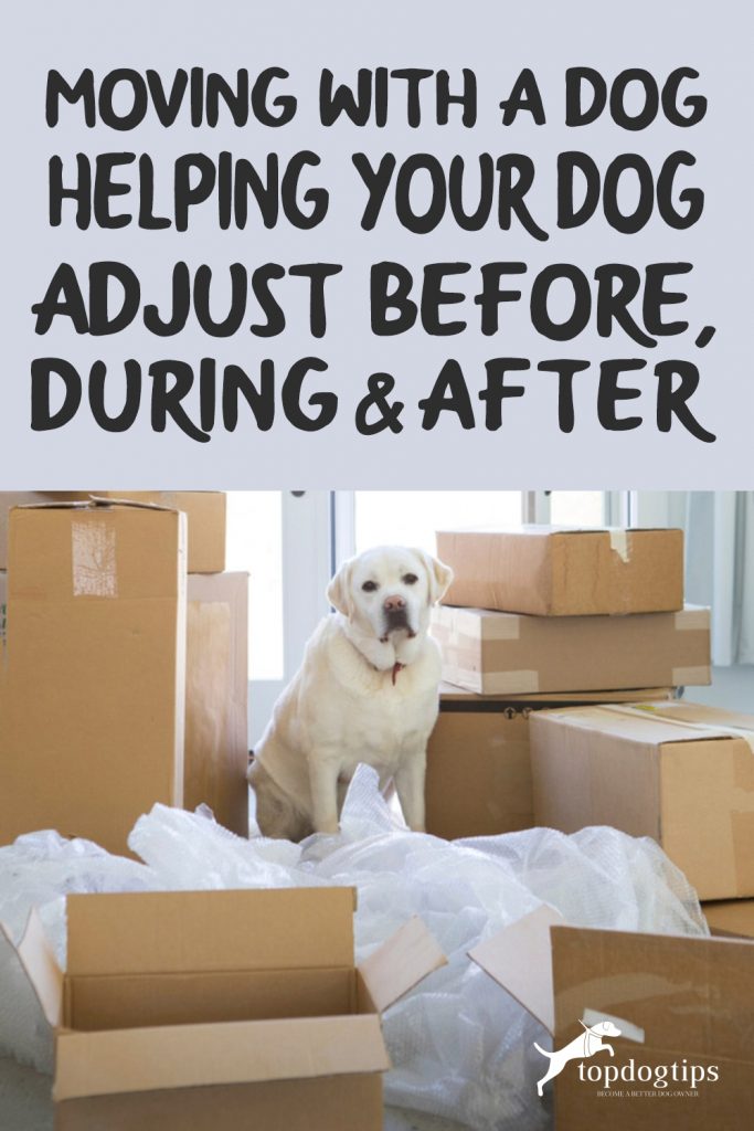 Moving With a Dog [Helping Your Dog Adjust Before, During & After]