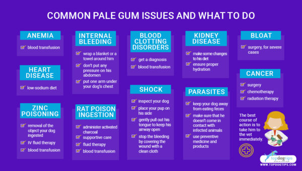 Pale Gums in Dogs: What It Means and What to Do