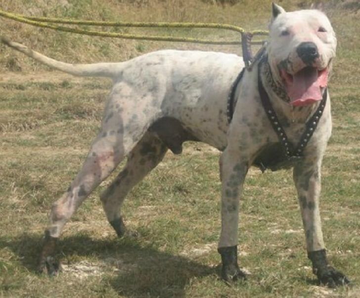 20 Most Dangerous Dogs & Breeds That Are Known for Aggression