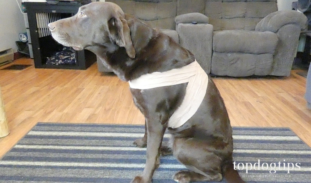 DIY Dog Anxiety Wrap Cheap Easy Top Dog Tips