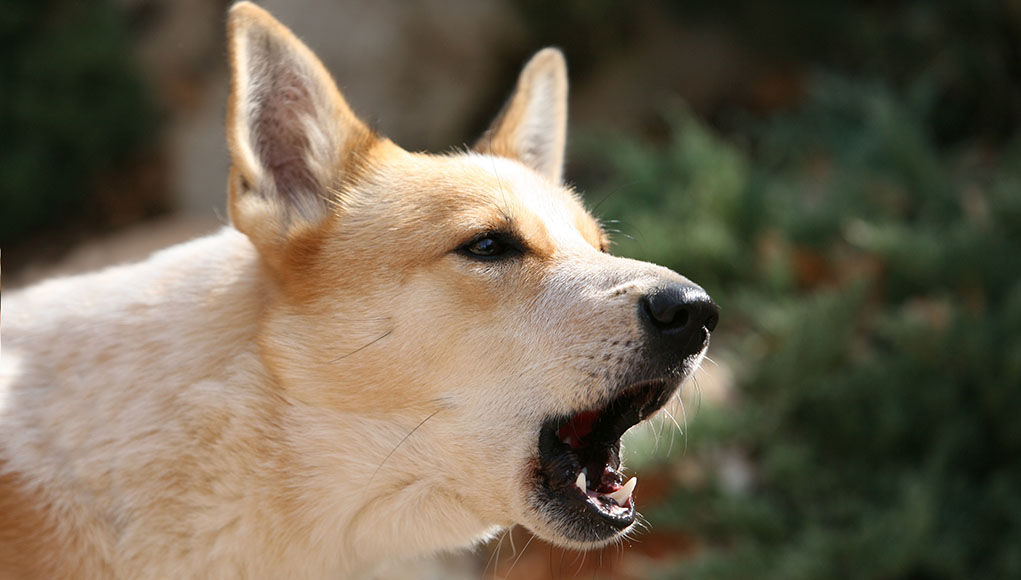 Dog Sounds Dog Sounds