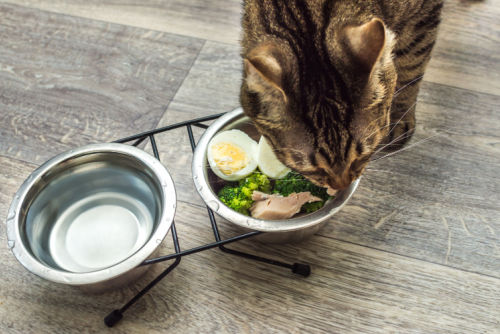 Is It Cheaper To Make Your Own Cat Food Wileymccleaf Is It Cheaper To Make Your Own Cat Food Wileymccleaf