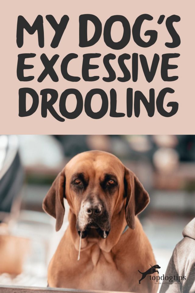 Dog's Excessive Drooling: Why, How, and Living With It