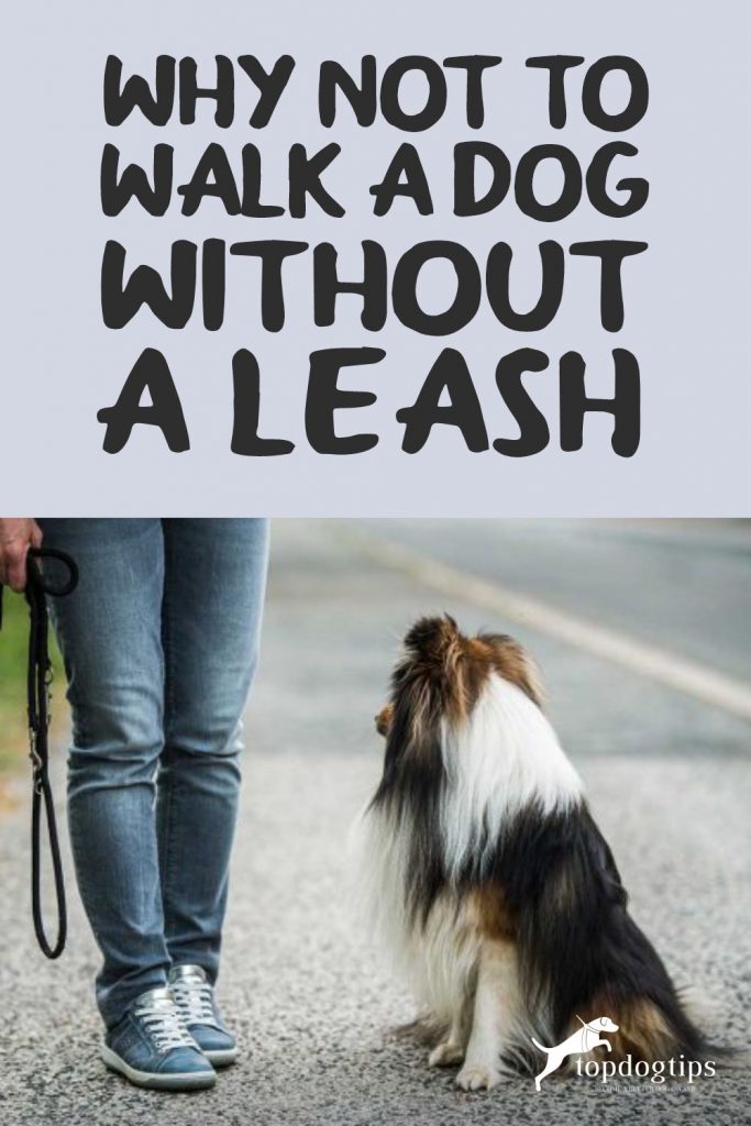 Why Not to Walk A Dog Without a Leash – Top Dog Tips