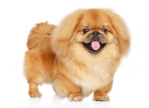 Top 7 Cutest Wrinkly Dog Breeds You Should Get