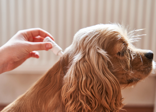 Natural Deworming for Dogs