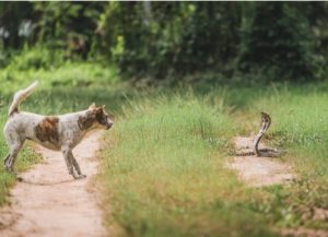 Why Not to Walk A Dog Without a Leash – Top Dog Tips