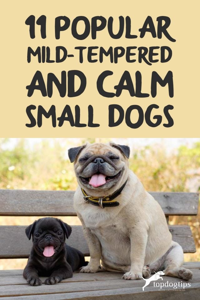 11 Popular Mild-Tempered and Calm Small Dogs – Top Dog Tips