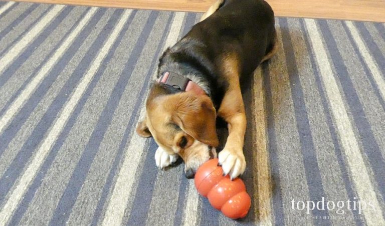 Review: KONG Box Subscription Box – Top Dog Tips