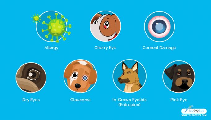 My Dog Has Red Eyes: Here's Why and What to Do