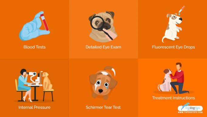 My Dog Has Red Eyes: Here's Why and What to Do