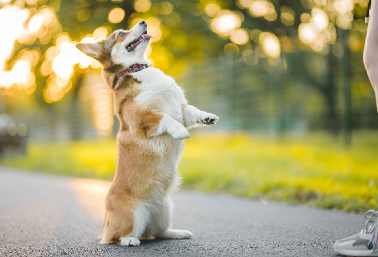 25 Hardest Tricks & Commands to Train Dogs (From Easiest to Hardest)