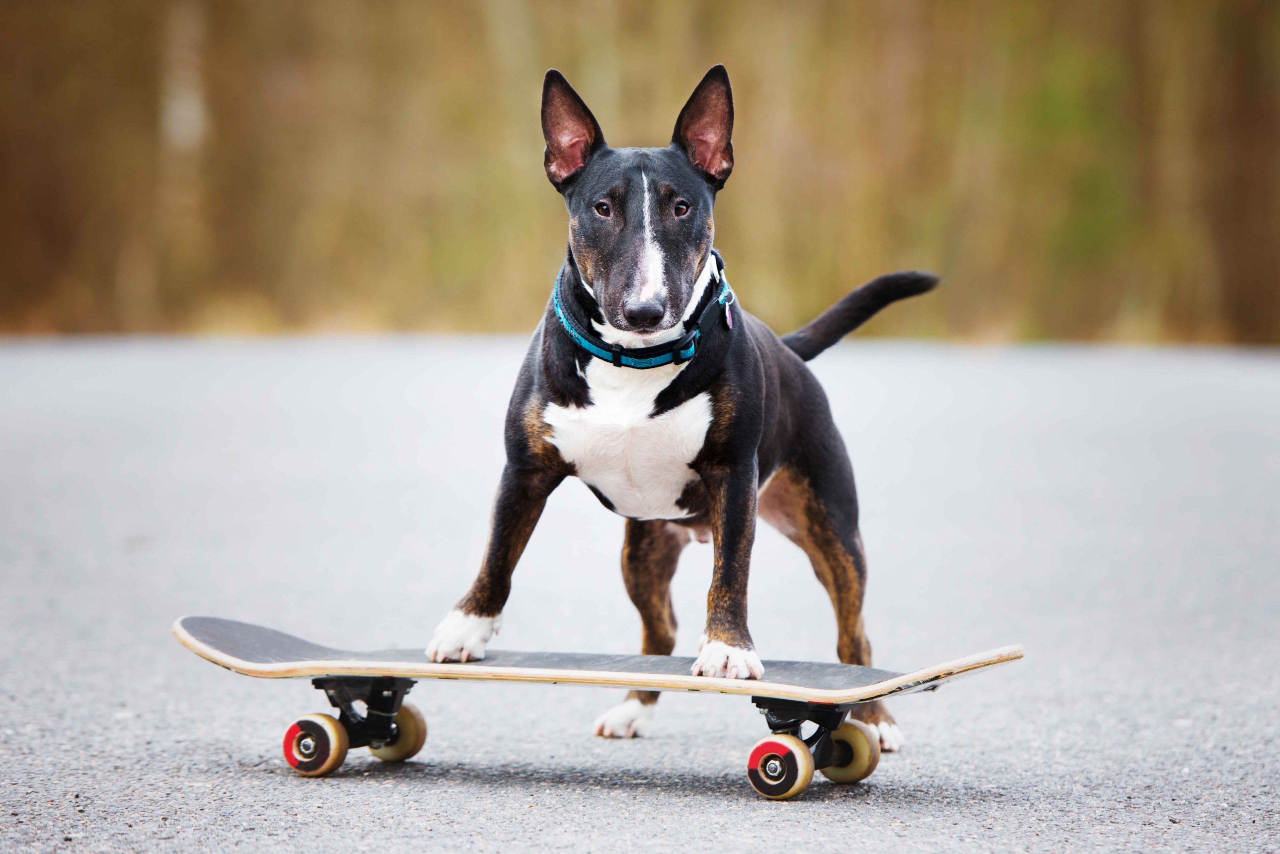 25 Hardest Tricks & Commands to Train Dogs (From Easiest to Hardest)