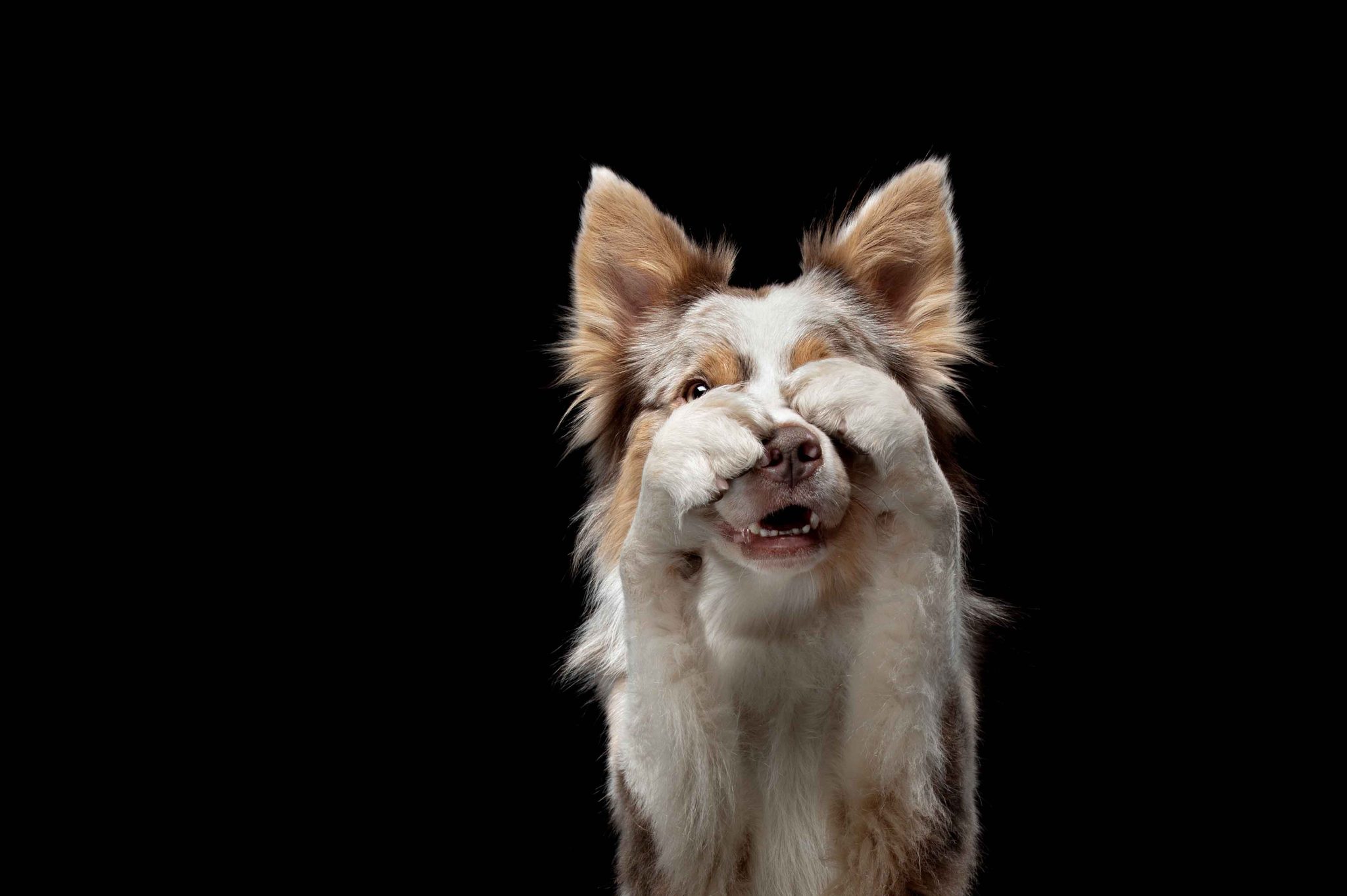 25 Hardest Tricks & Commands to Train Dogs (From Easiest to Hardest)