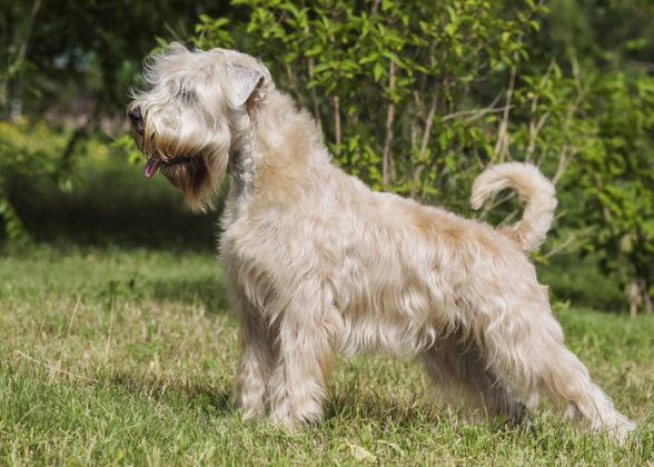 Soft Coated Wheaten Terrier Breed Profile – Top Dog Tips