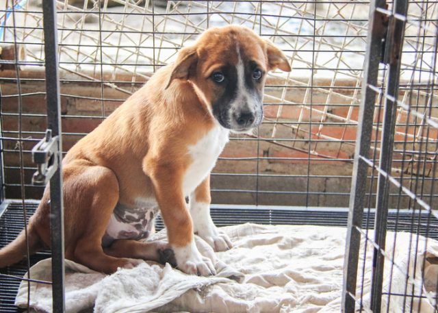 Shelter Dogs: What To Look For In The Dog & The Shelter