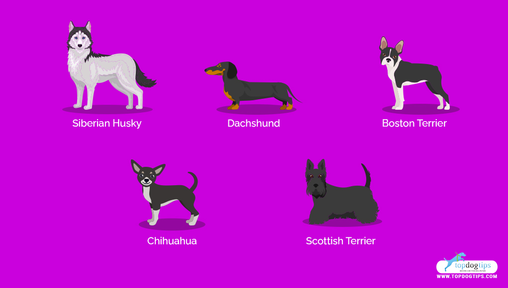 15 Most Stubborn Dog Breeds That Are Difficult to Train
