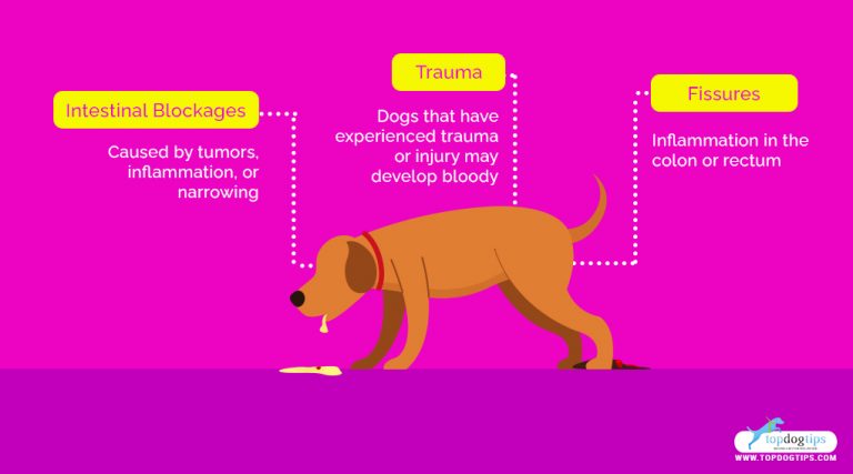 15 Reasons for Blood in Dog's Stool and What You Can Do About It