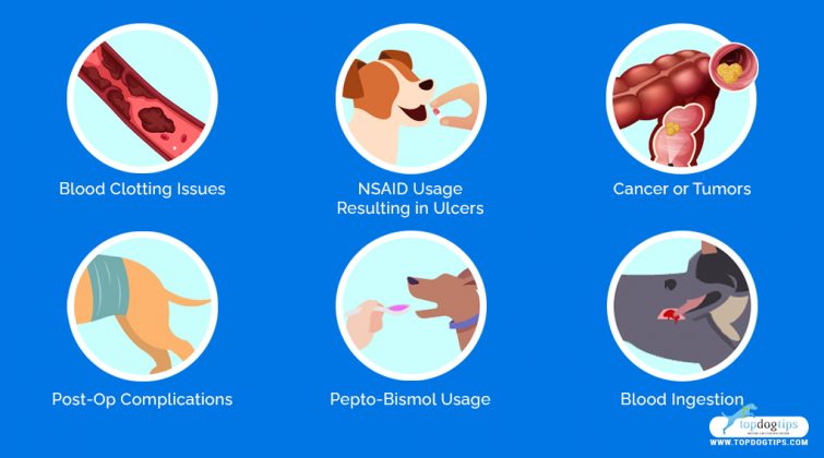 15 Reasons for Blood in Dog's Stool and What You Can Do About It