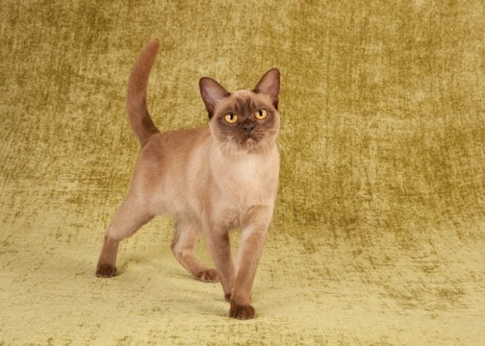 Burmese Cat Breed : Characteristics, History, and Grooming Tips